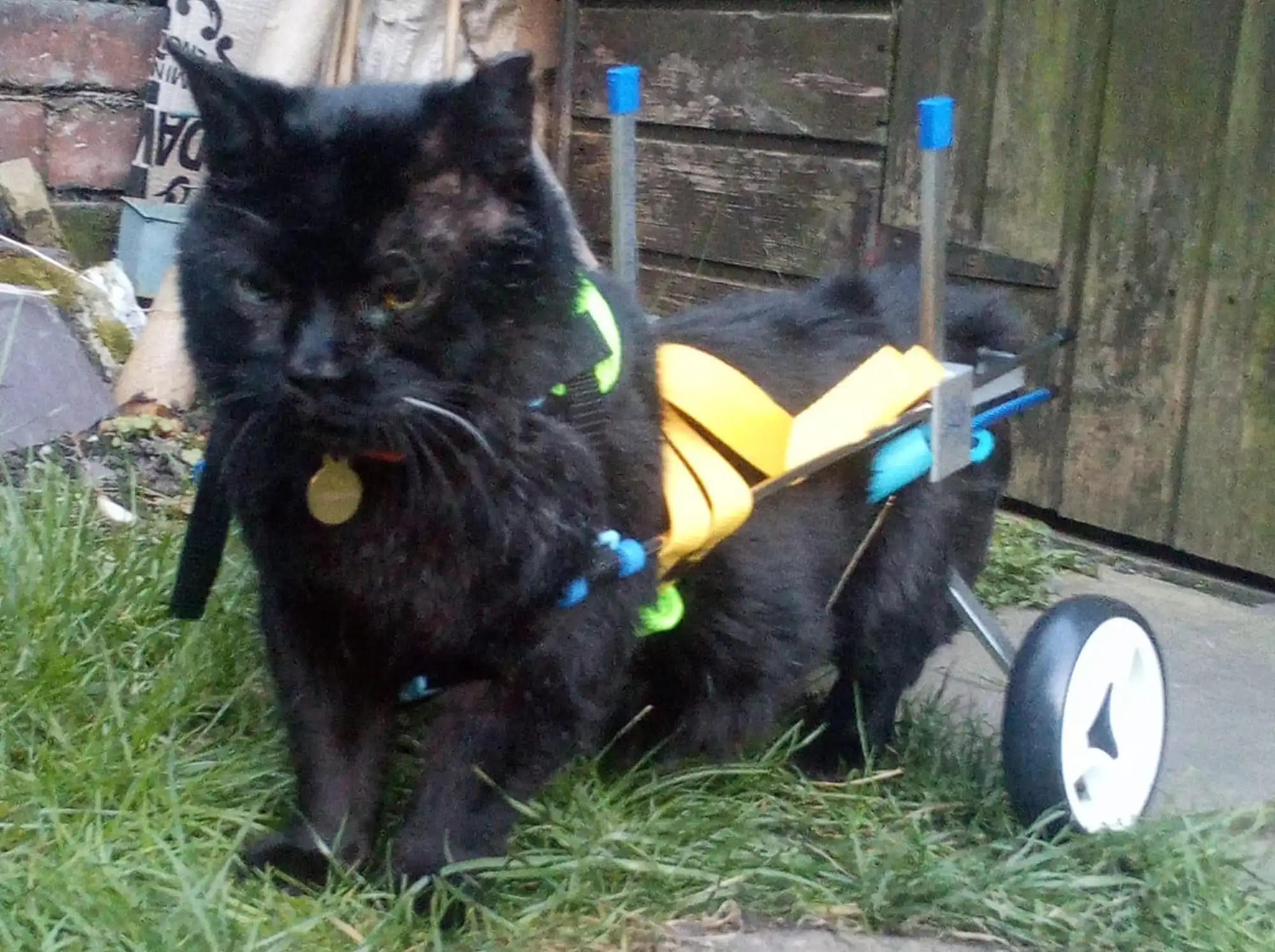 Cat's Back Legs Not Working - Managing Hind Leg Ataxia in Cats - Cat ...